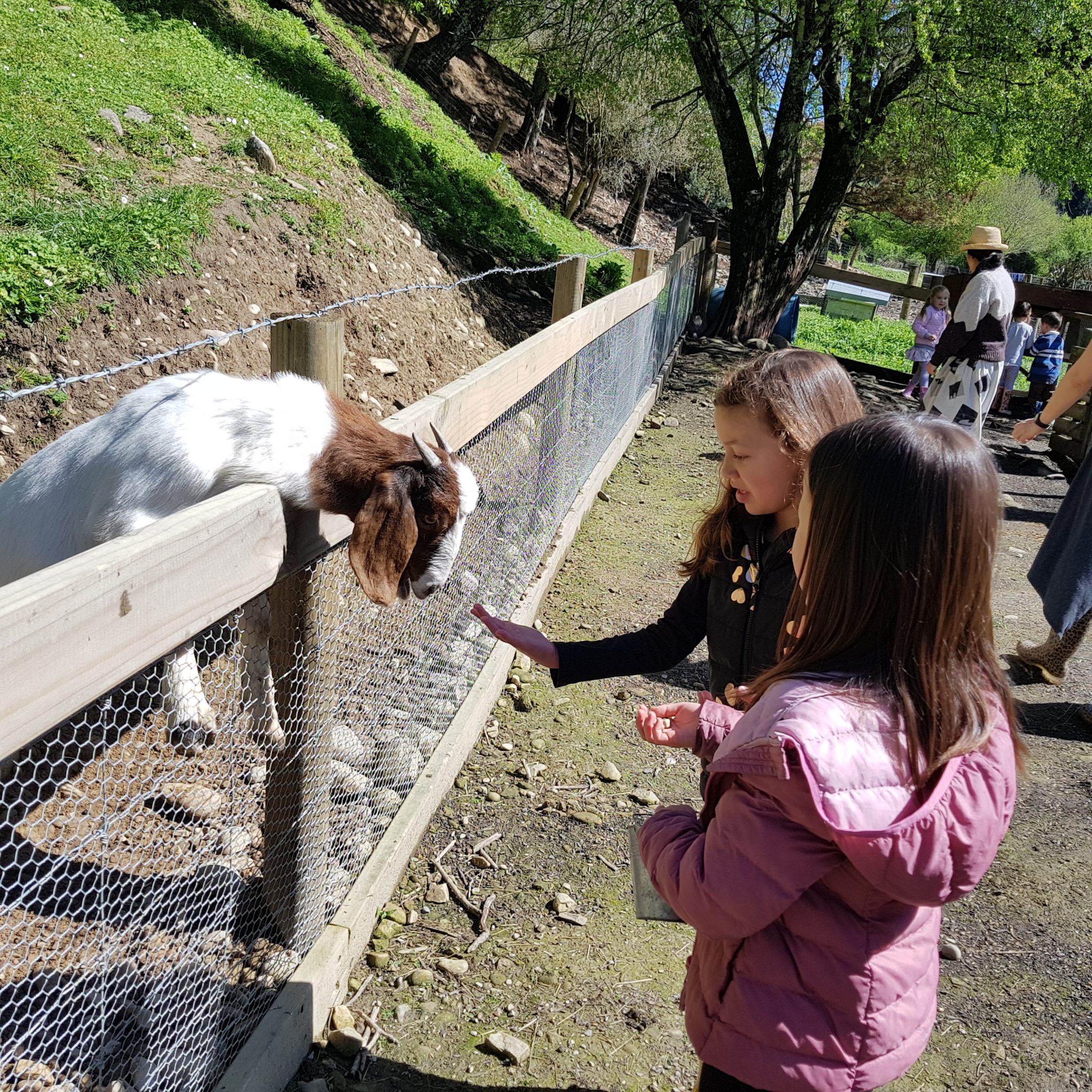 Petting Zoo - Wild Oats Farm - Spend time with the animals